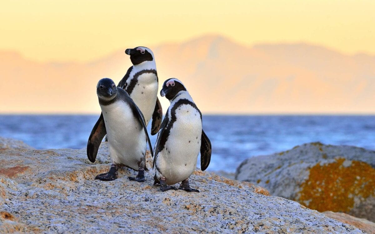 African Penguin: Discovering the Unique Traits of a Coastal Icon